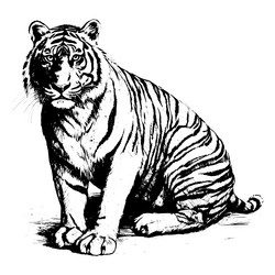 Tiger Drawing Isolated Hand Drawn Engraved Style Vector Image
