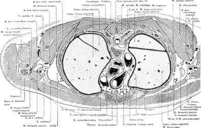 Cross section of the trunk above manubrium Vector Image