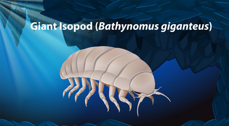 Isopod Vector Images (44)