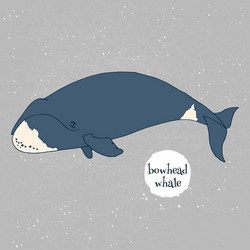 Bowhead Whale Cartoon Vector Images (over 170)