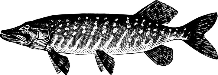 Pickerel Vector Images (63)