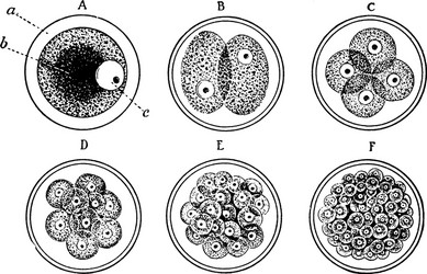 Zygote Vector Images (over 2,500)