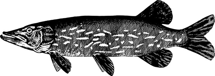 Color pike fish hand drawn colorful pickerel Vector Image