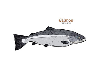 Trout salmon taimen seafood and underwater Vector Image