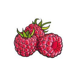 Raspberry fruit with stem healthy vegetarian food Vector Image
