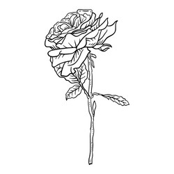Single flower line drawing Royalty Free Vector Image