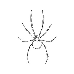 Big spider one line art continuous drawing Vector Image