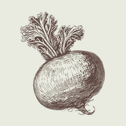 Turnip drawing isolated hand drawn engraved style Vector Image