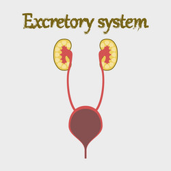 Free Excretory Human System Vector Images (28)