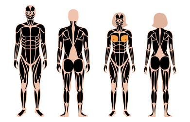 Human muscular system Royalty Free Vector Image