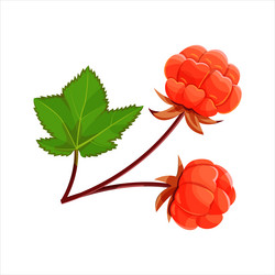 Cloudberry with leaves isolated Royalty Free Vector Image