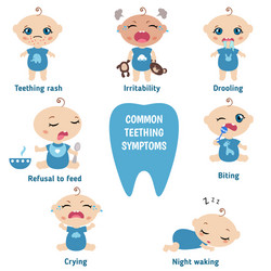 Baby teething chart Royalty Free Vector Image - VectorStock