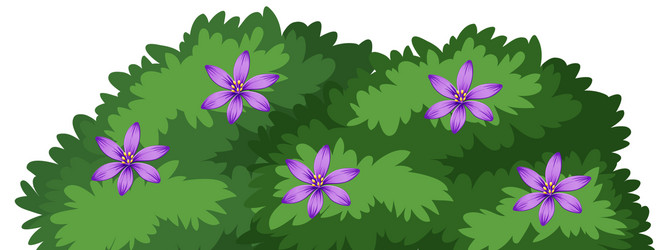 Isolated flower bush on white background Vector Image