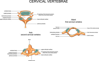 Lumbar Vertebrae Vector Images (over 730)