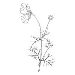 Simple linear flowers on stems isolated white Vector Image