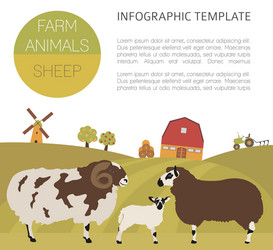 Sheep farming infographic template ram ewe lamb Vector Image