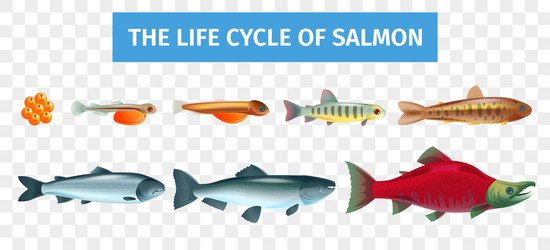 Salmon Life Cycle