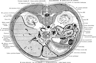 Cross section of the trunk through lungs Vector Image