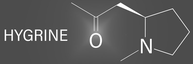 Hygrine coca alkaloid molecule skeletal formula Vector Image