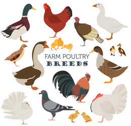 Poultry farming chicken turkey duck goose family Vector Image