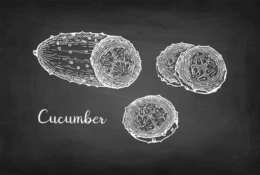 Ink sketch of cucumber Royalty Free Vector Image