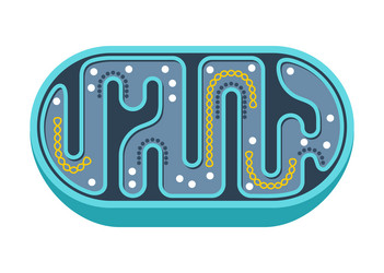 Mitochondria slice cut in half icon Royalty Free Vector