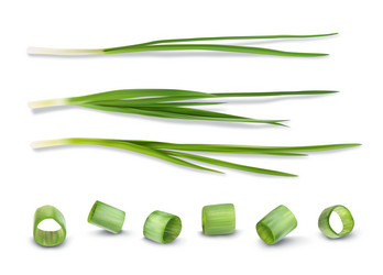 Green onions isolated on white Royalty Free Vector Image