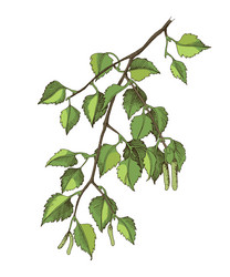 Hand drawn birch tree branch Royalty Free Vector Image