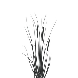 Hand drawing sketch with reeds Royalty Free Vector Image