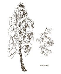Hand drawn birch tree branch Royalty Free Vector Image