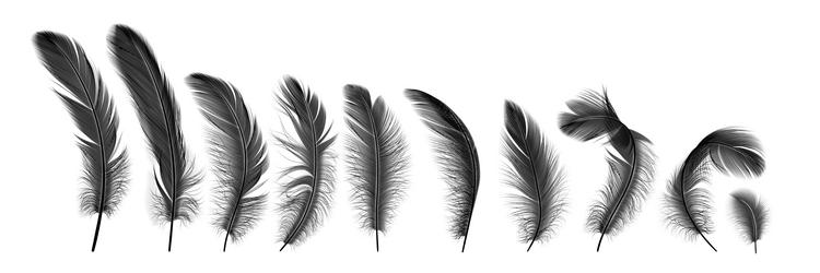 Bird feather group shapes realistic set Royalty Free Vector