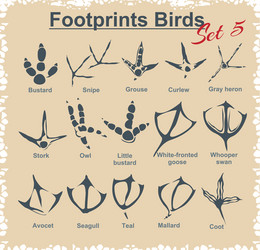 Owl Footprints Vector Images (98)