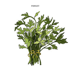 Parsley sketch detailed hand drawn Royalty Free Vector Image