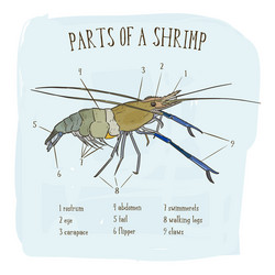Diagram showing body part shrimp Royalty Free Vector Image