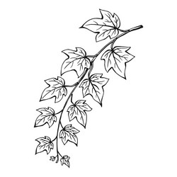 Ivy Outlines Vector Images (over 440)