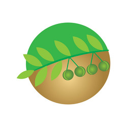 Zaitun Vector Images (19)