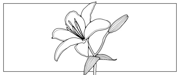 Black and white of a lily flower Royalty Free Vector Image