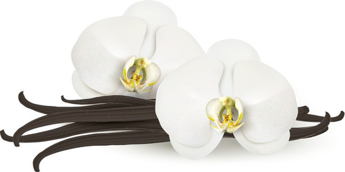 Vanilla background Royalty Free Vector Image - VectorStock