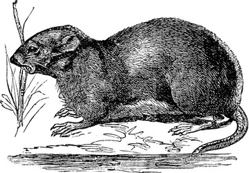 Rat Engraving Vector Images (over 280)