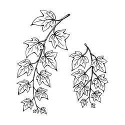 Ivy Outlines Vector Images (over 440)
