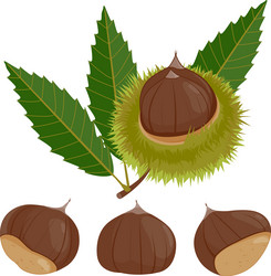 Chestnut icon cartoon style Royalty Free Vector Image