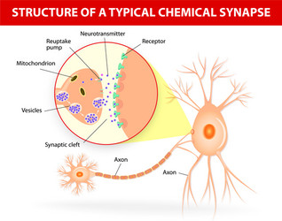 Scheme nerve synapse chemical synaptic connection Vector Image