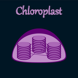 Icon in flat style chloroplast Royalty Free Vector Image