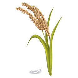 Rice leaves spikelets and seeds on a white Vector Image