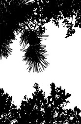 Pine tree top silhouette Royalty Free Vector Image
