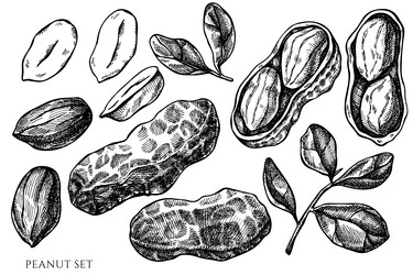 Peanut set isolated groundnuts sketch Royalty Free Vector