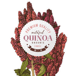 Quinoa Vector Images (over 1,100)