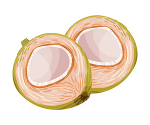 Palm Kernel Vector Images (over 110)