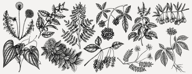 Medicinal Plants Vector Images (over 100,000)