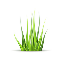 Super realistic detailed fresh green grass Vector Image